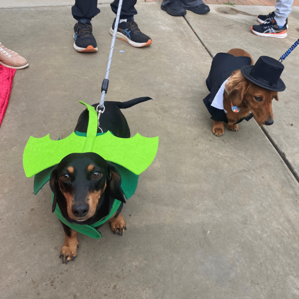 National Dachshund Day 🐾 - Kurrajong