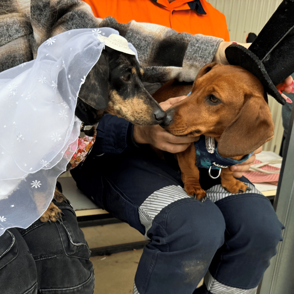 National Dachshund Day 🐾 - Kurrajong